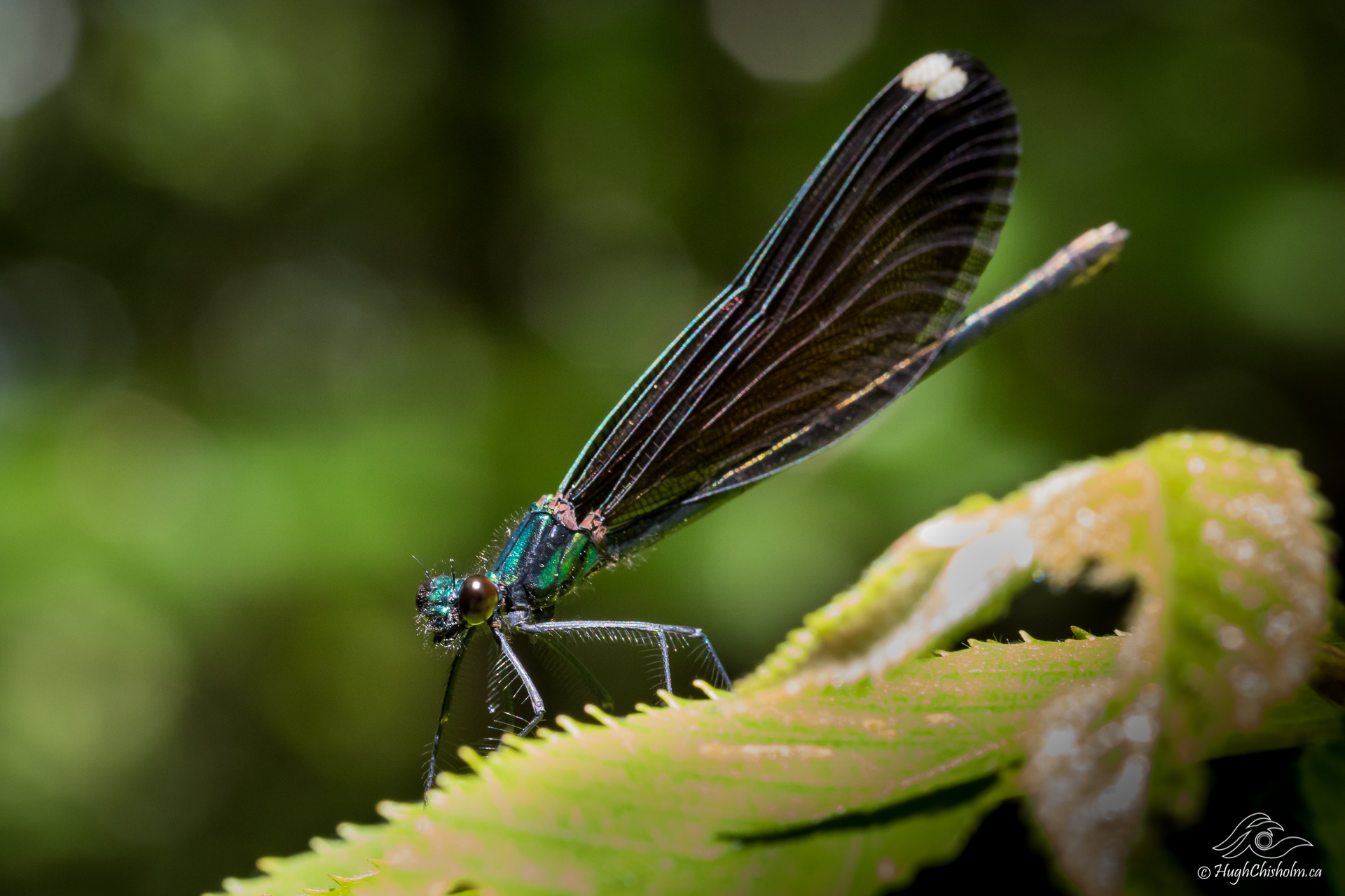 Favourites – Insects and Other Small Creatures – Hugh Chisholm Photography